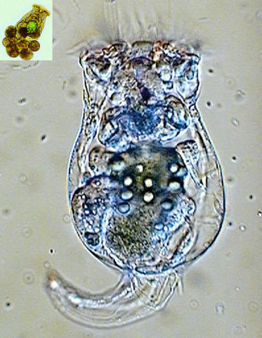 Patterns of speciation in the rotifer species complex, Brachionus ...